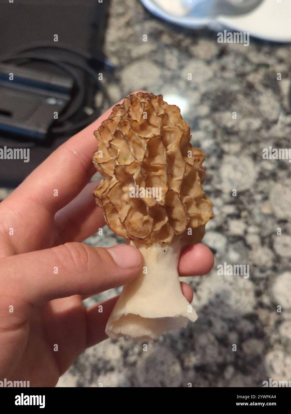 true morels (Morchella Stock Photo - Alamy