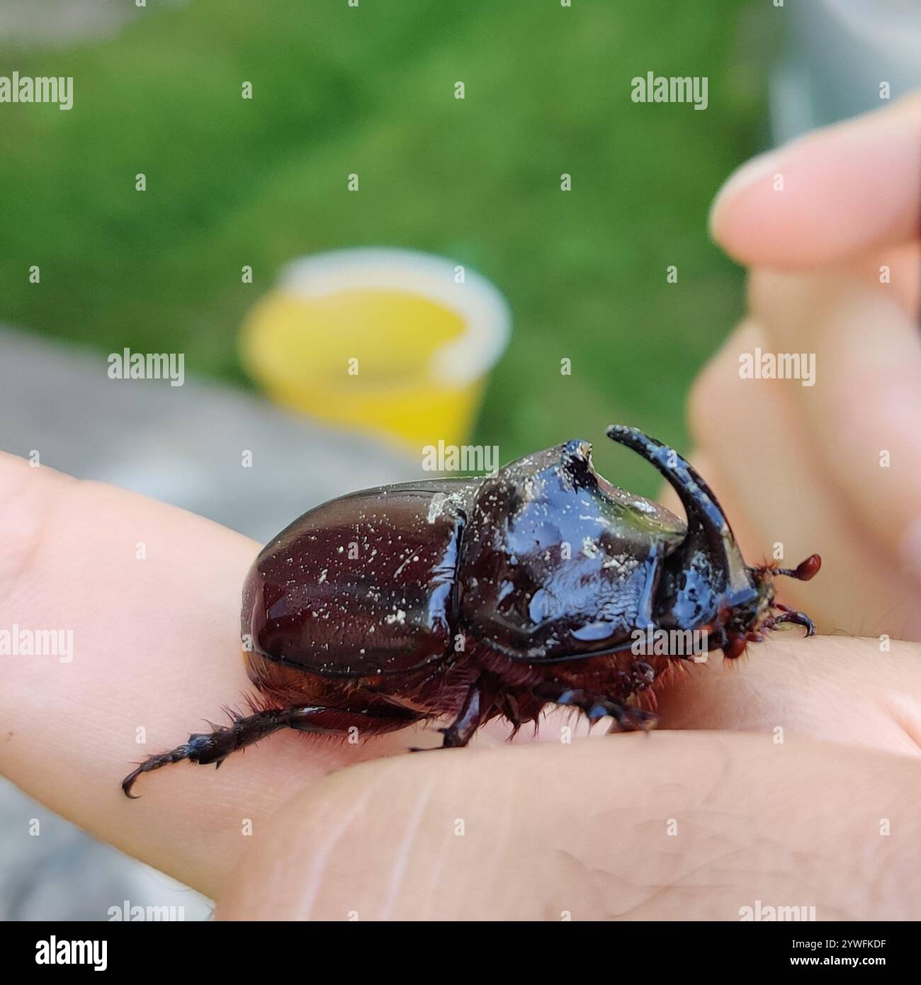European Rhinoceros Beetle (Oryctes nasicornis Stock Photo - Alamy