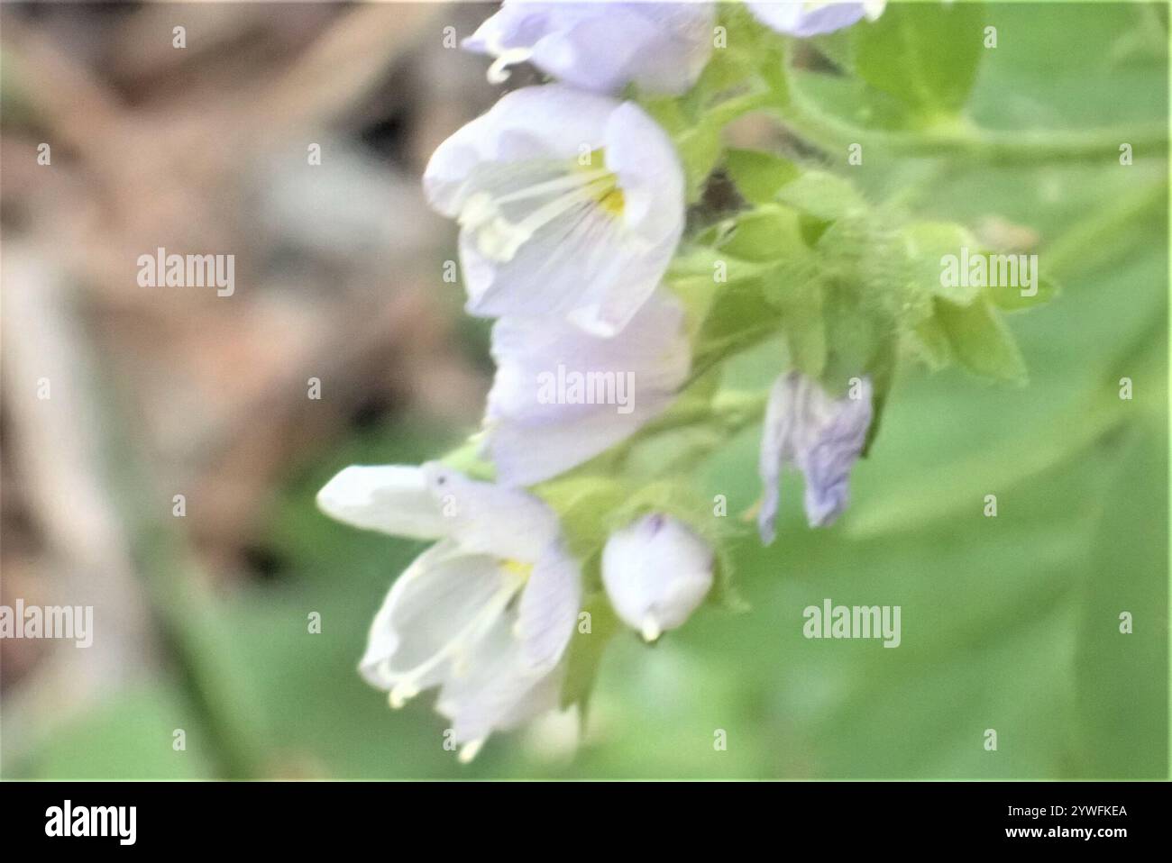 California Jacob's ladder (Polemonium californicum Stock Photo - Alamy