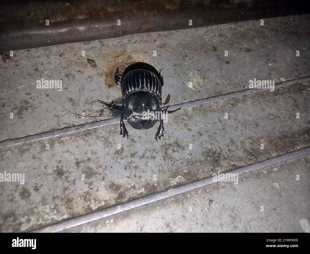 Frigid Dung Beetle (Copris fricator Stock Photo - Alamy