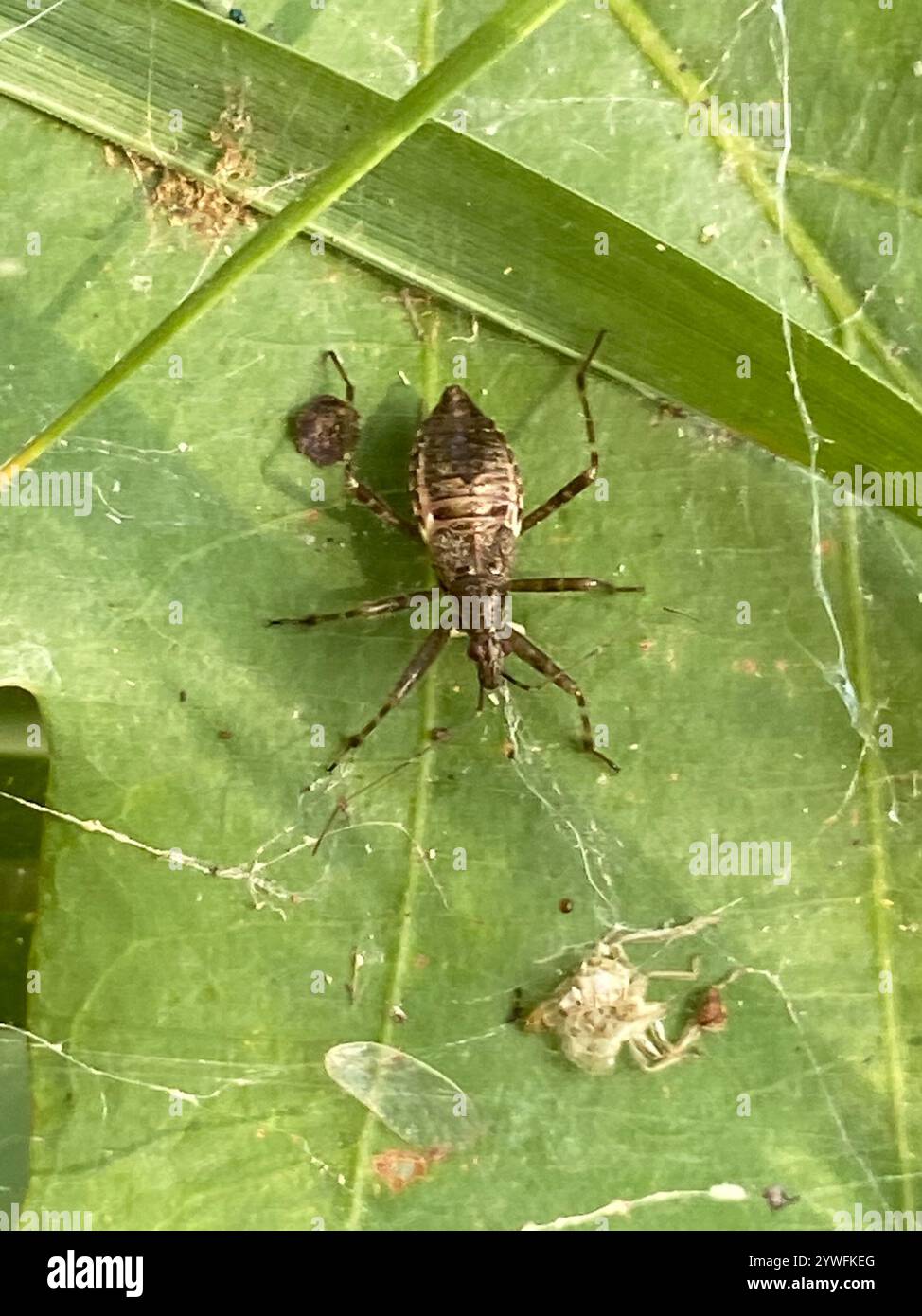 Tree Damsel Bug (Himacerus apterus Stock Photo - Alamy