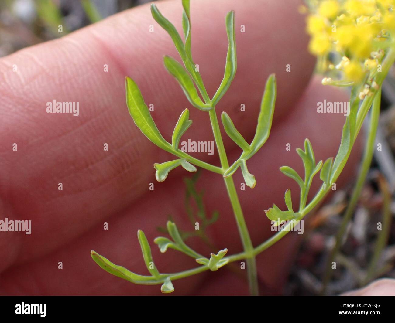 Wyeth Biscuitroot (Lomatium ambiguum Stock Photo - Alamy