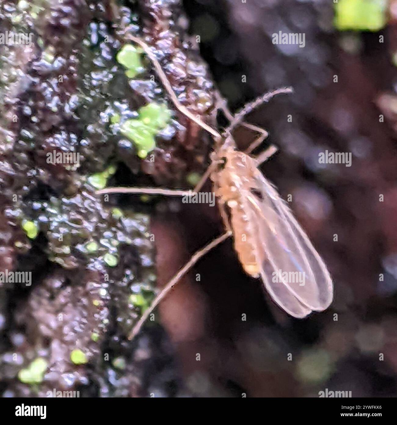 Gall and Forest Midges (Cecidomyiidae Stock Photo - Alamy