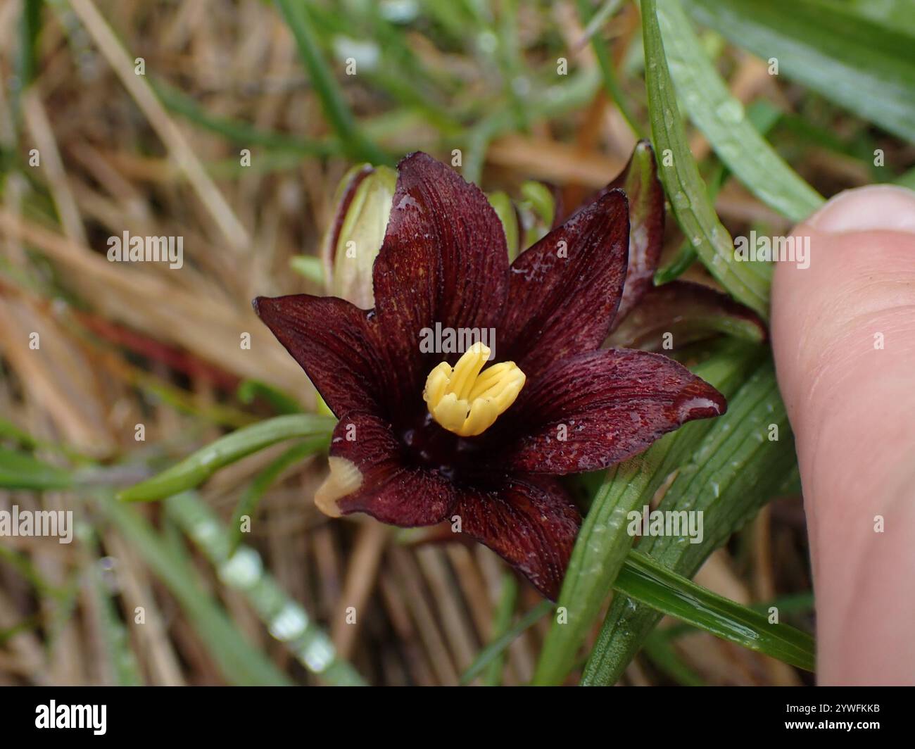 Rice root (Fritillaria camschatcensis Stock Photo - Alamy