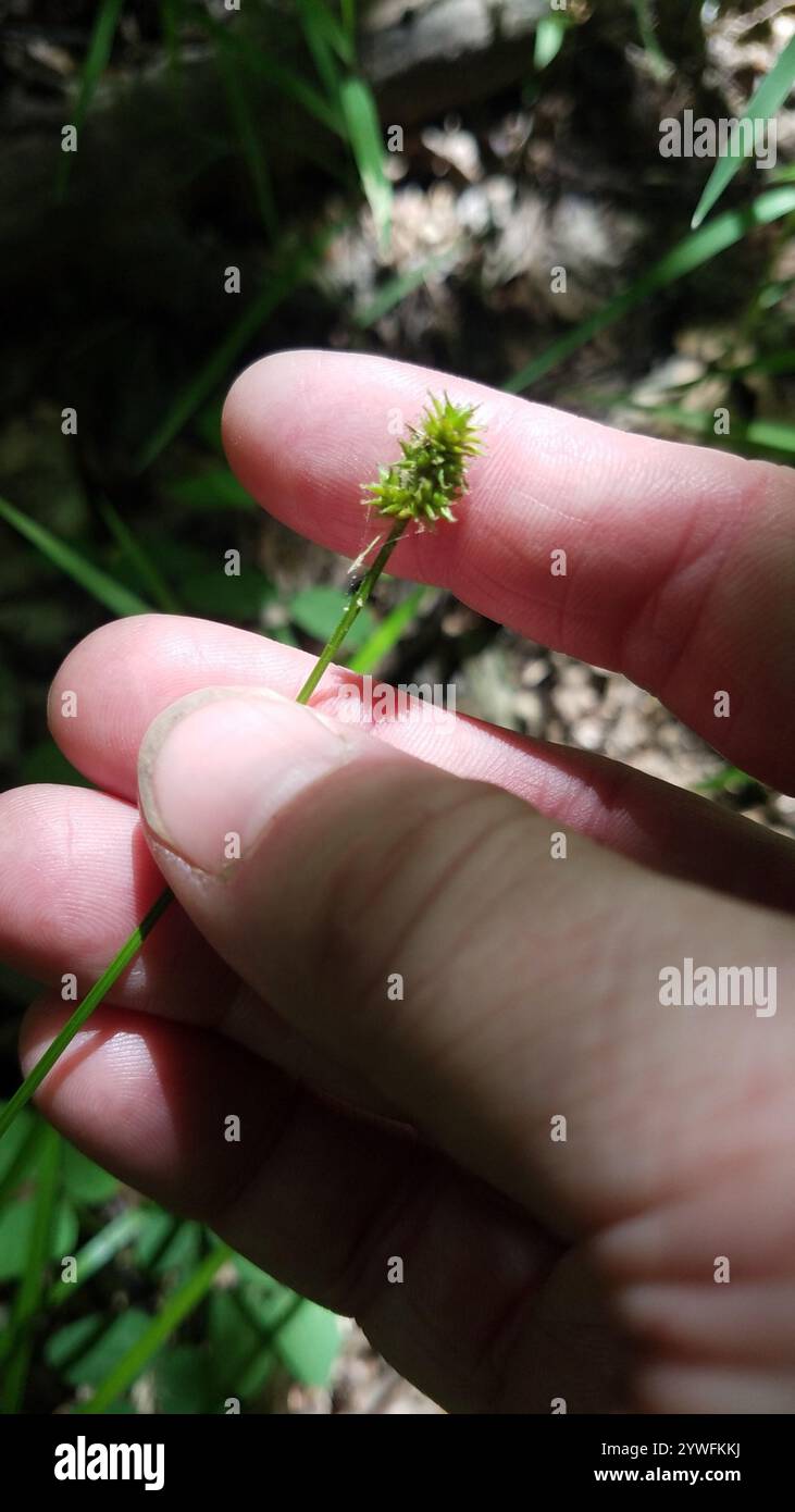 oval-headed sedge (Carex cephalophora Stock Photo - Alamy
