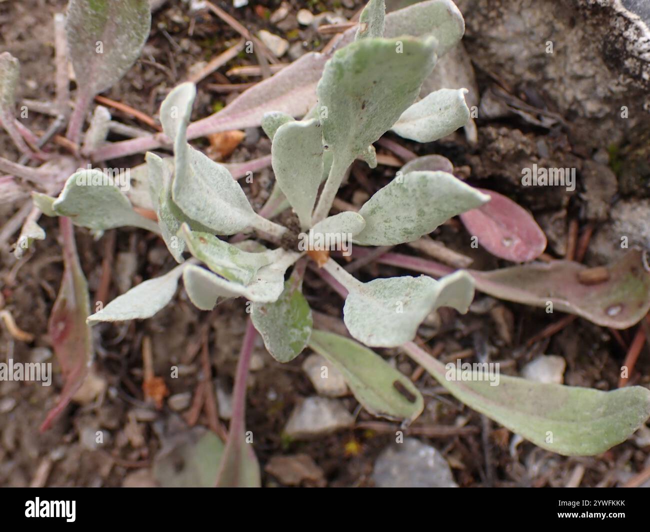 Rocky Mountain groundsel (Packera streptanthifolia Stock Photo - Alamy