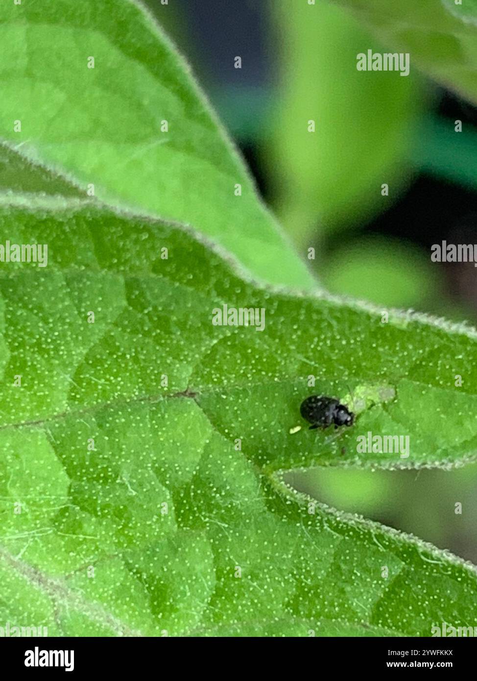 Winged and Once-winged Insects (Pterygota Stock Photo - Alamy
