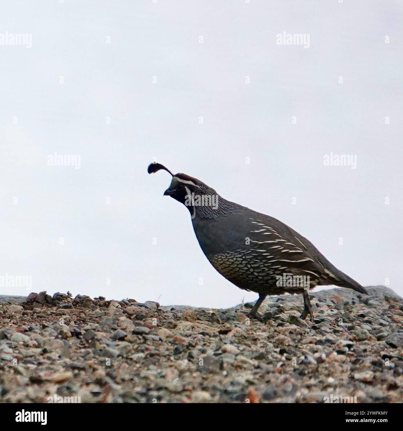 California Quail (Callipepla californica Stock Photo - Alamy