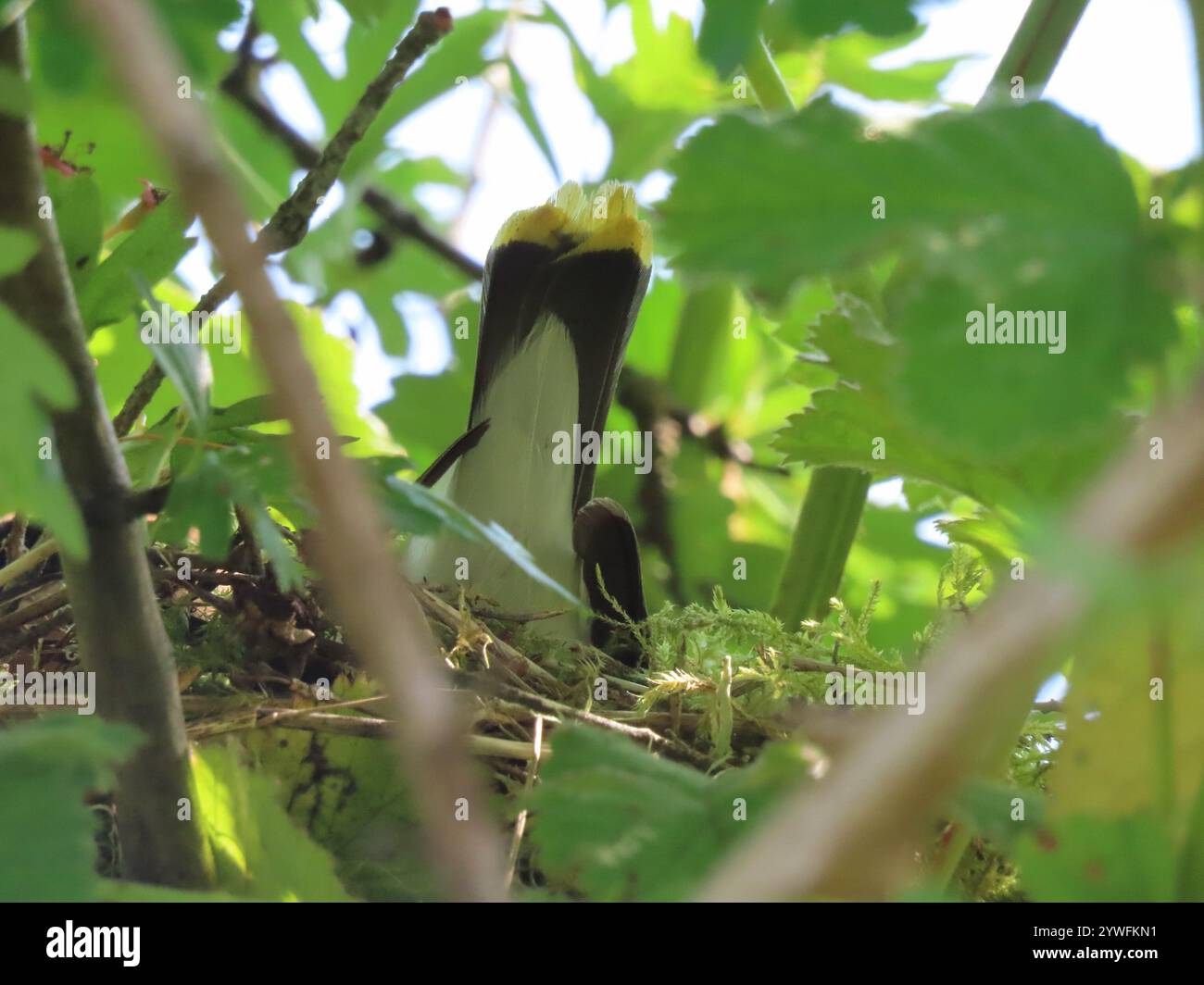 Cedar Waxwing (Bombycilla cedrorum Stock Photo - Alamy