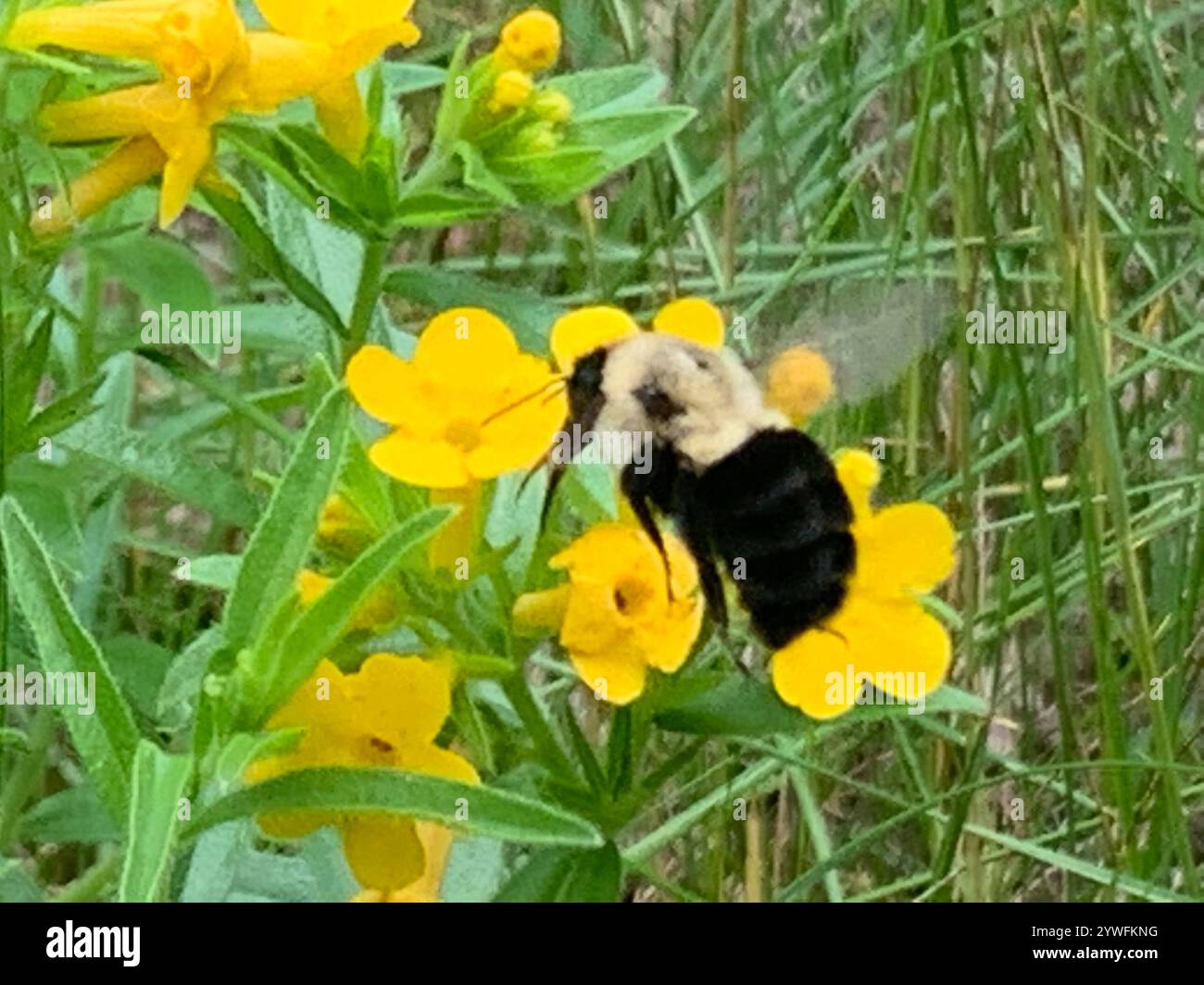 Common Eastern Bumble Bee (Bombus impatiens Stock Photo - Alamy