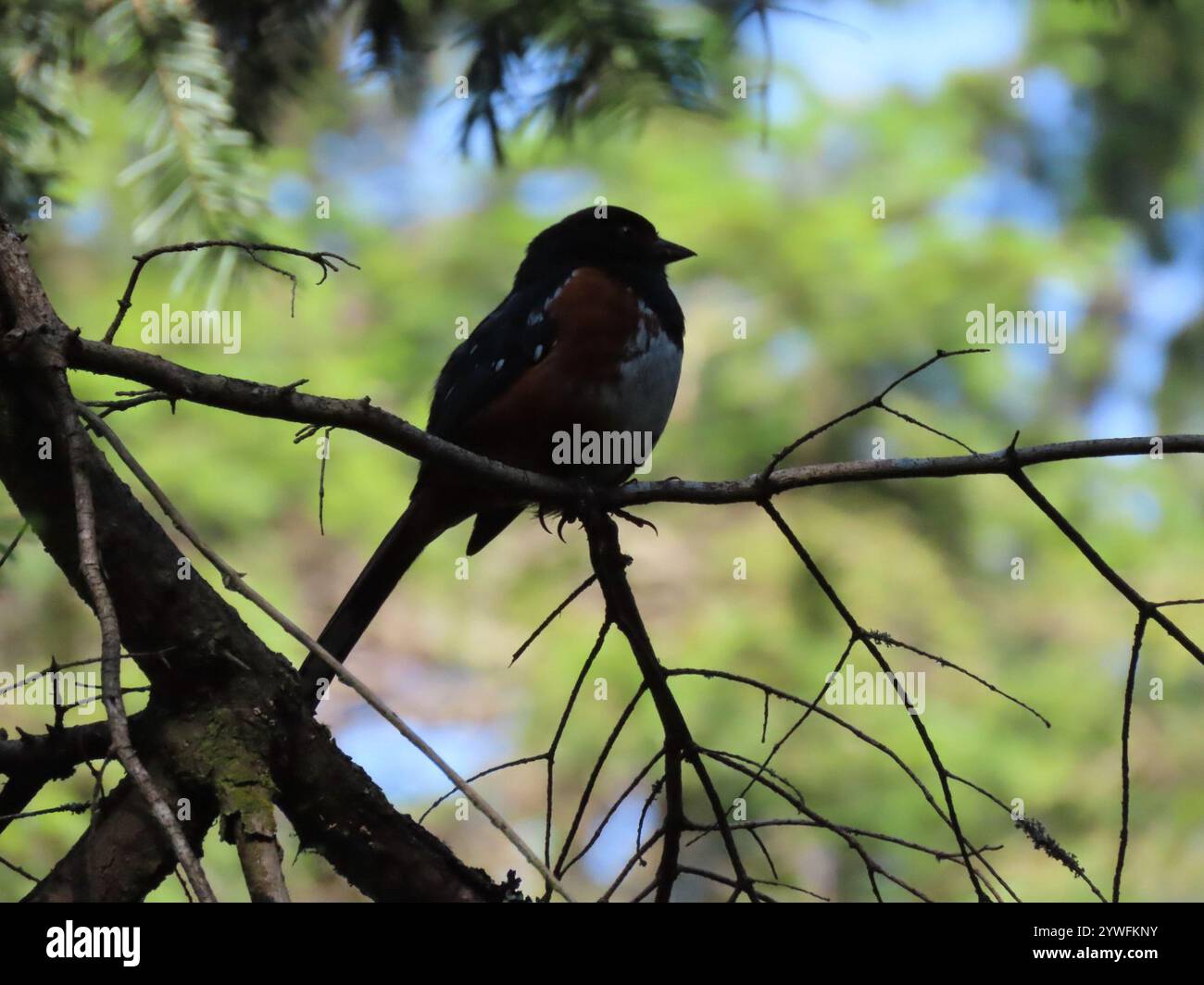 Spotted Towhee (Pipilo maculatus Stock Photo - Alamy