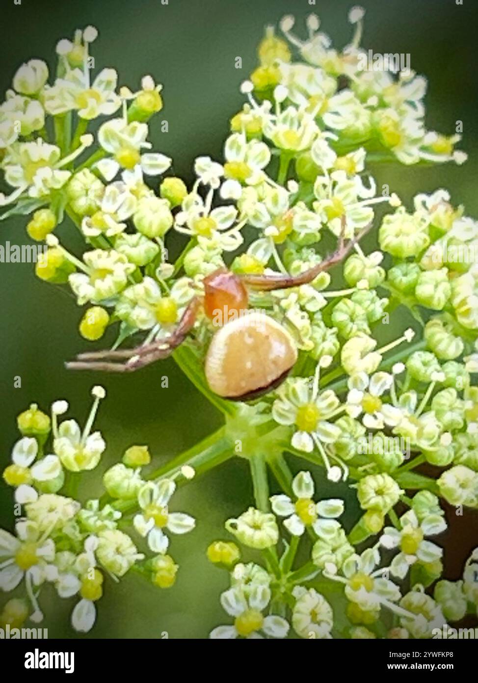Black banded crab spider hi-res stock photography and images - Alamy