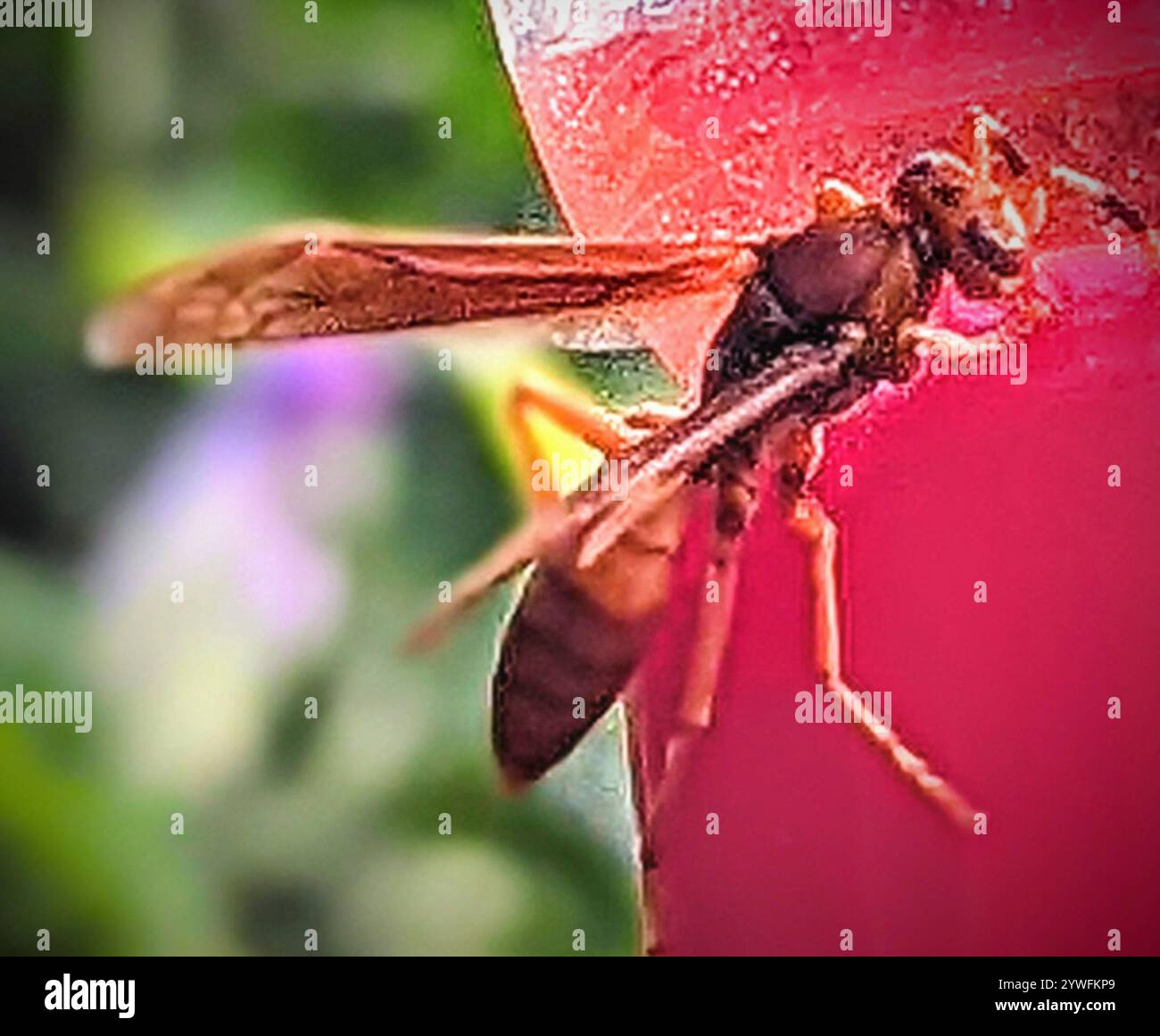 Neotropical Red Paper Wasp (Polistes canadensis Stock Photo - Alamy