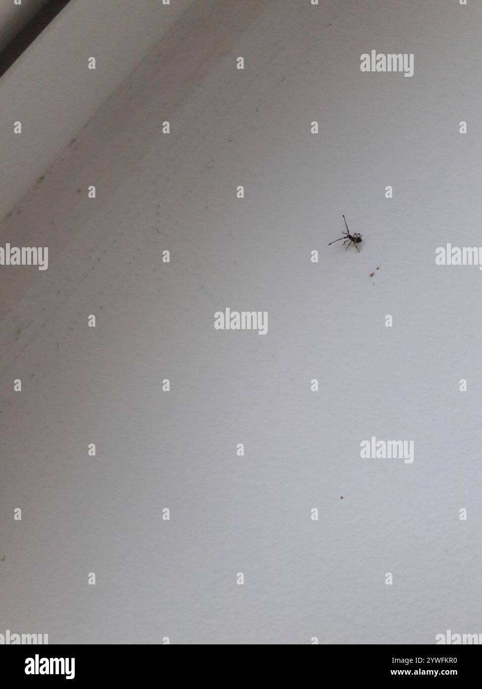 True Bugs (Heteroptera Stock Photo - Alamy