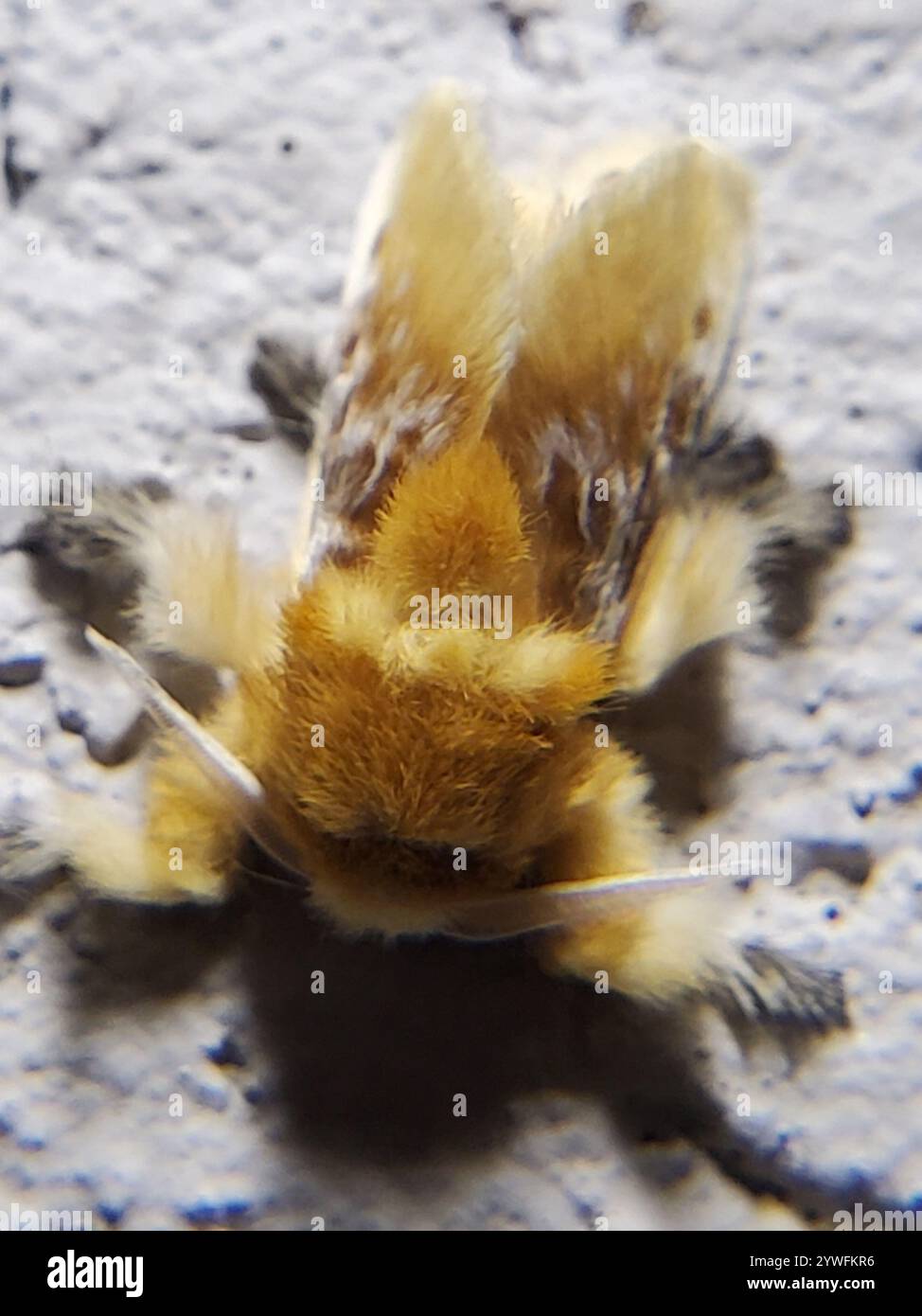 Southern Flannel Moth (Megalopyge opercularis Stock Photo - Alamy
