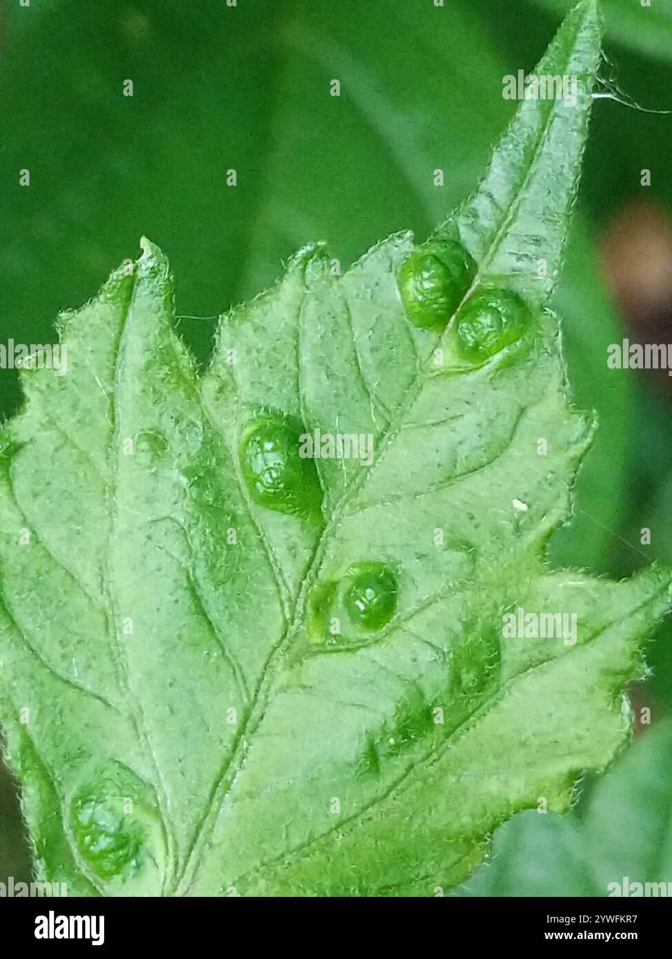 box elder pouch gall mite (Aceria negundi Stock Photo - Alamy