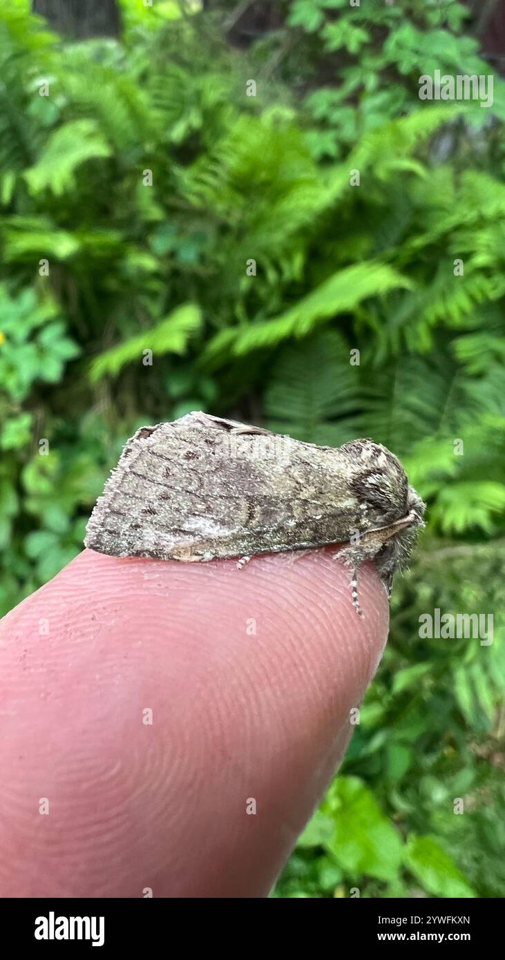 Saddled Prominent (Cecrita guttivitta Stock Photo - Alamy