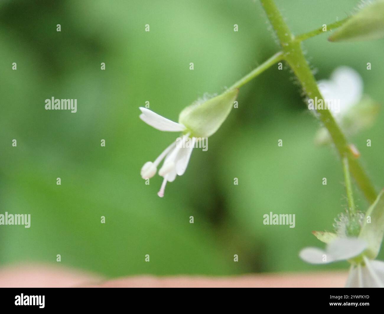 enchanter's-nightshade (Circaea lutetiana Stock Photo - Alamy
