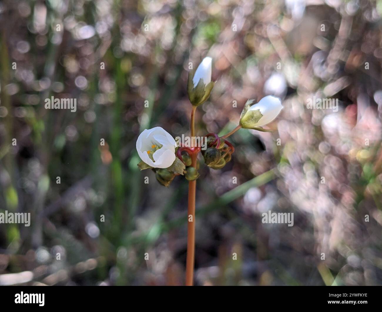 Cape Sundew (Drosera capensis Stock Photo - Alamy