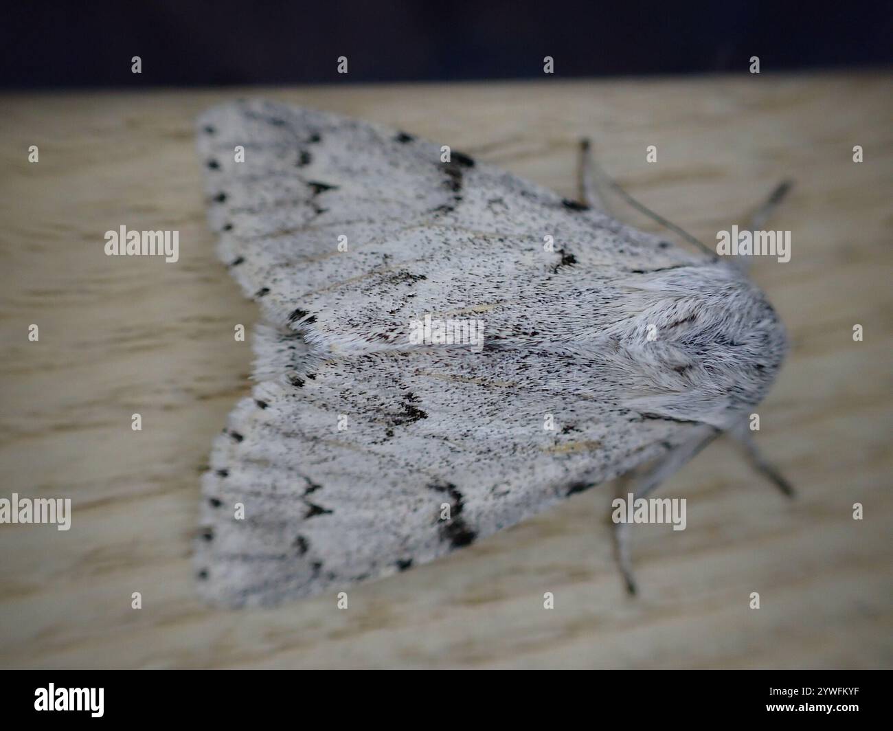 The Miller (Acronicta leporina Stock Photo - Alamy