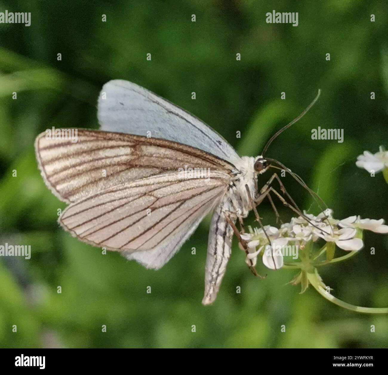 Black-veined Moth (Siona lineata Stock Photo - Alamy