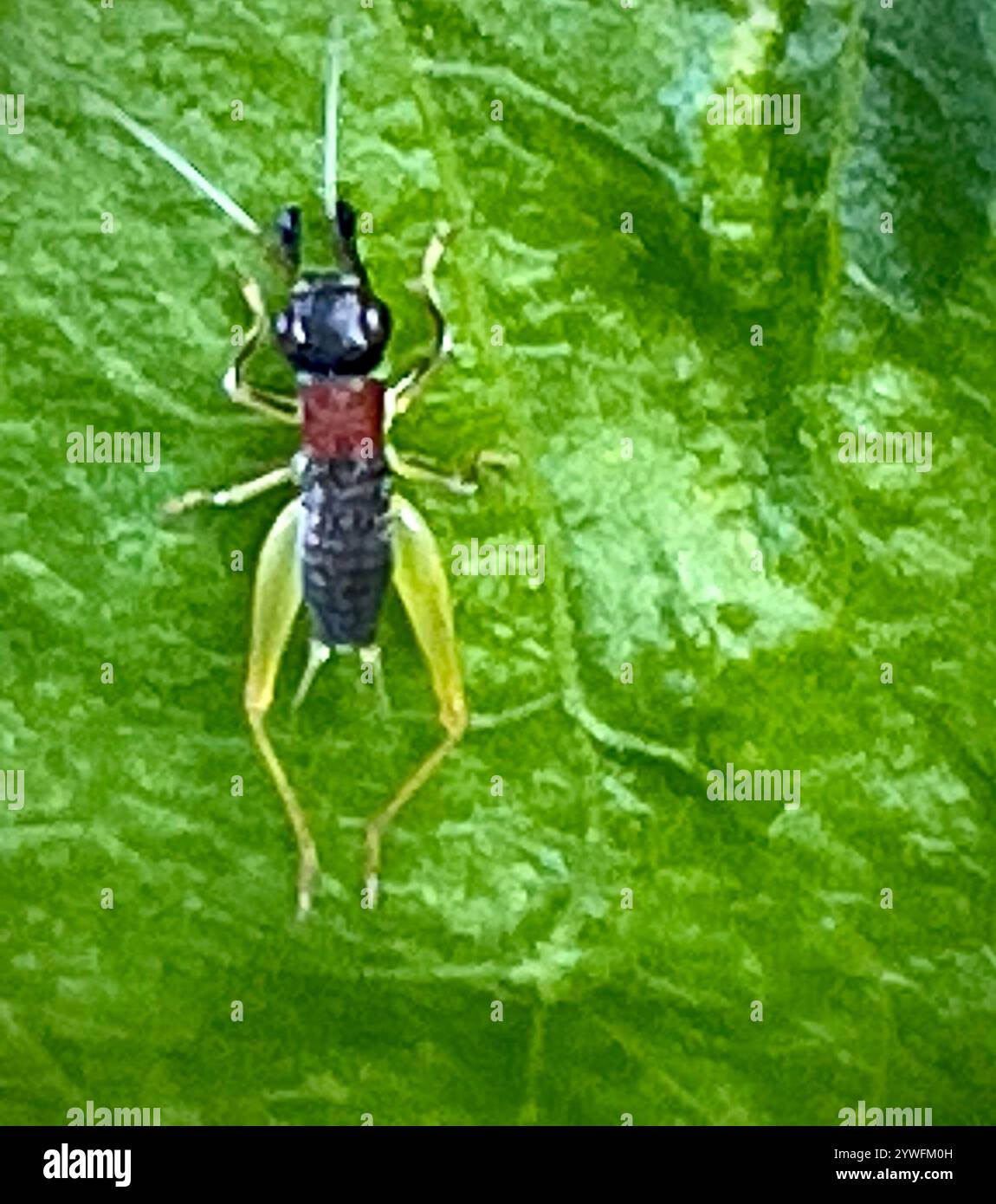 Red-headed Bush Cricket (Phyllopalpus pulchellus Stock Photo - Alamy