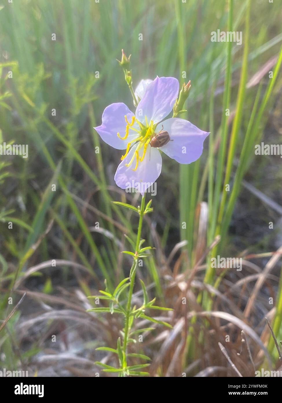 Maryland meadowbeauty (Rhexia mariana Stock Photo - Alamy