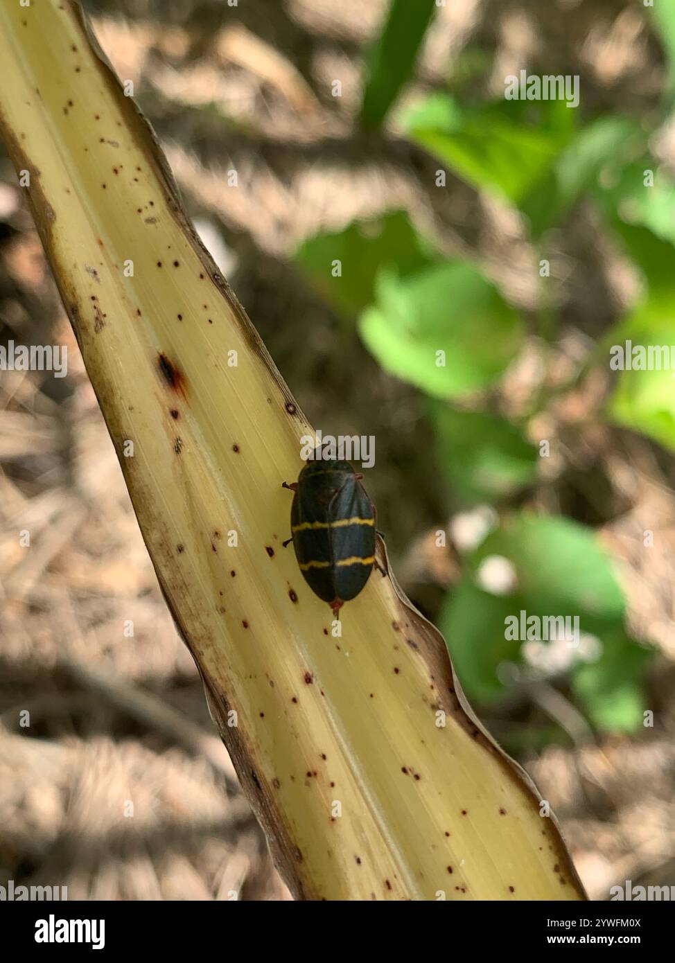 Two-lined Spittlebug (Prosapia bicincta Stock Photo - Alamy