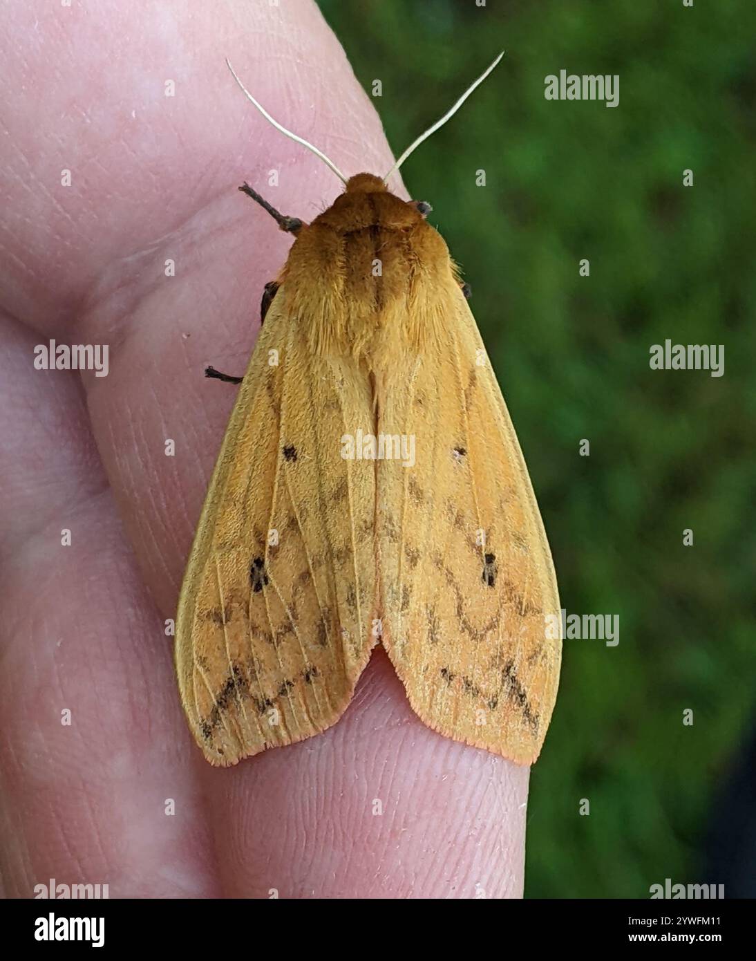 Isabella Tiger Moth (Pyrrharctia isabella Stock Photo - Alamy