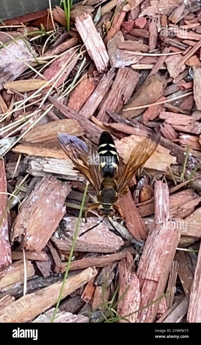 Eastern Cicada-killer Wasp (Sphecius speciosus Stock Photo - Alamy