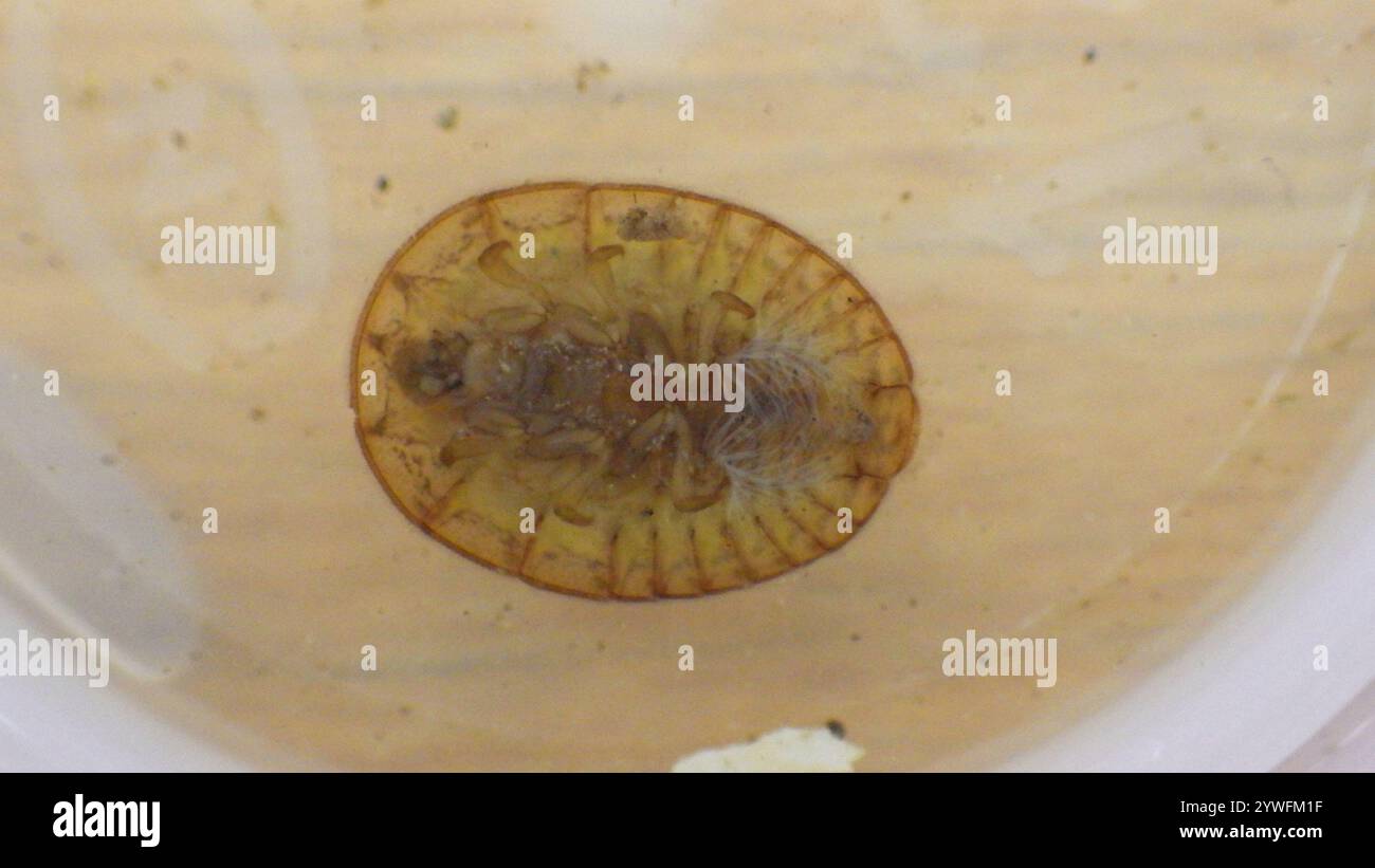 Herrick's Water Penny Beetle (Psephenus herricki Stock Photo - Alamy