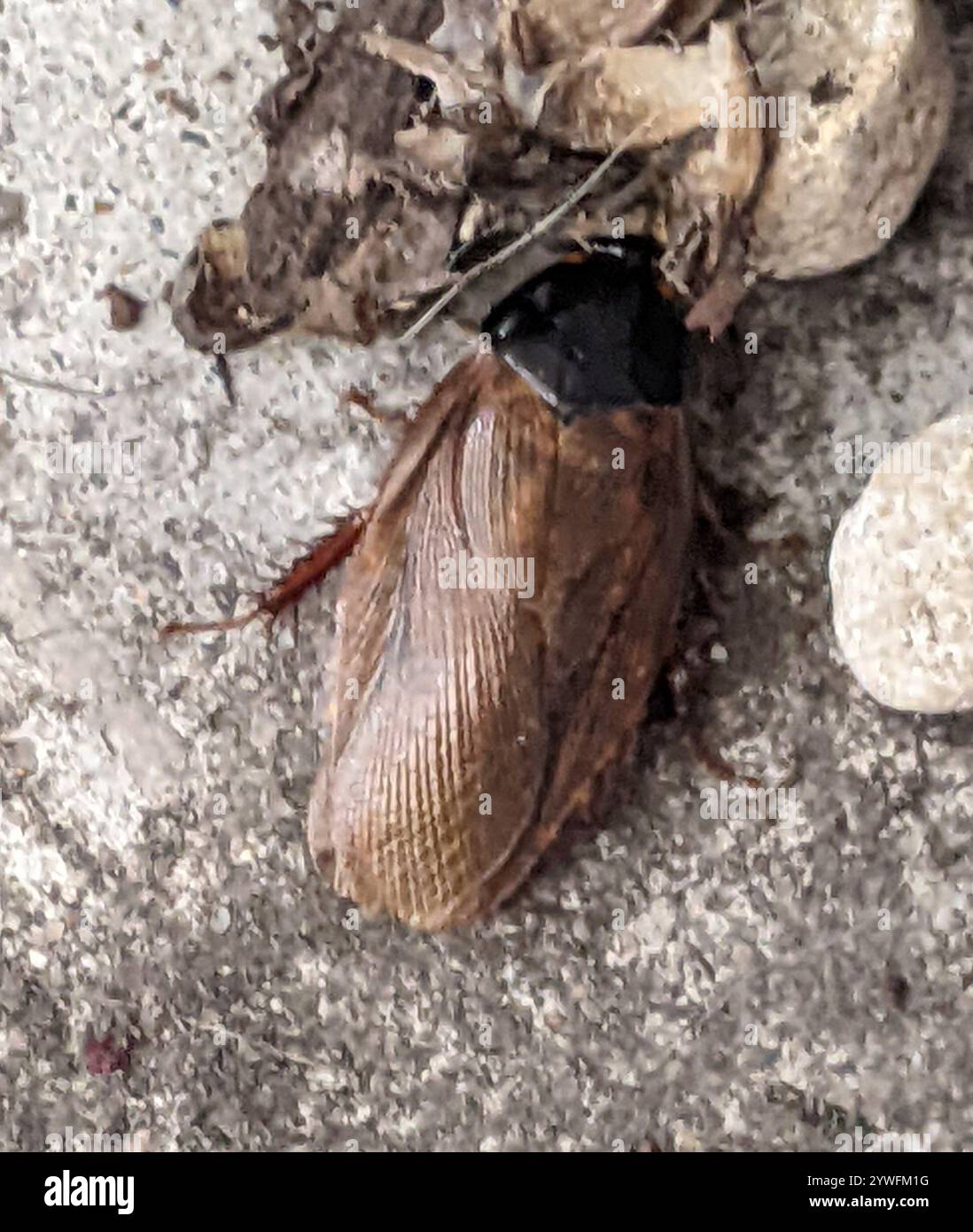 Surinam cockroach hi-res stock photography and images - Alamy