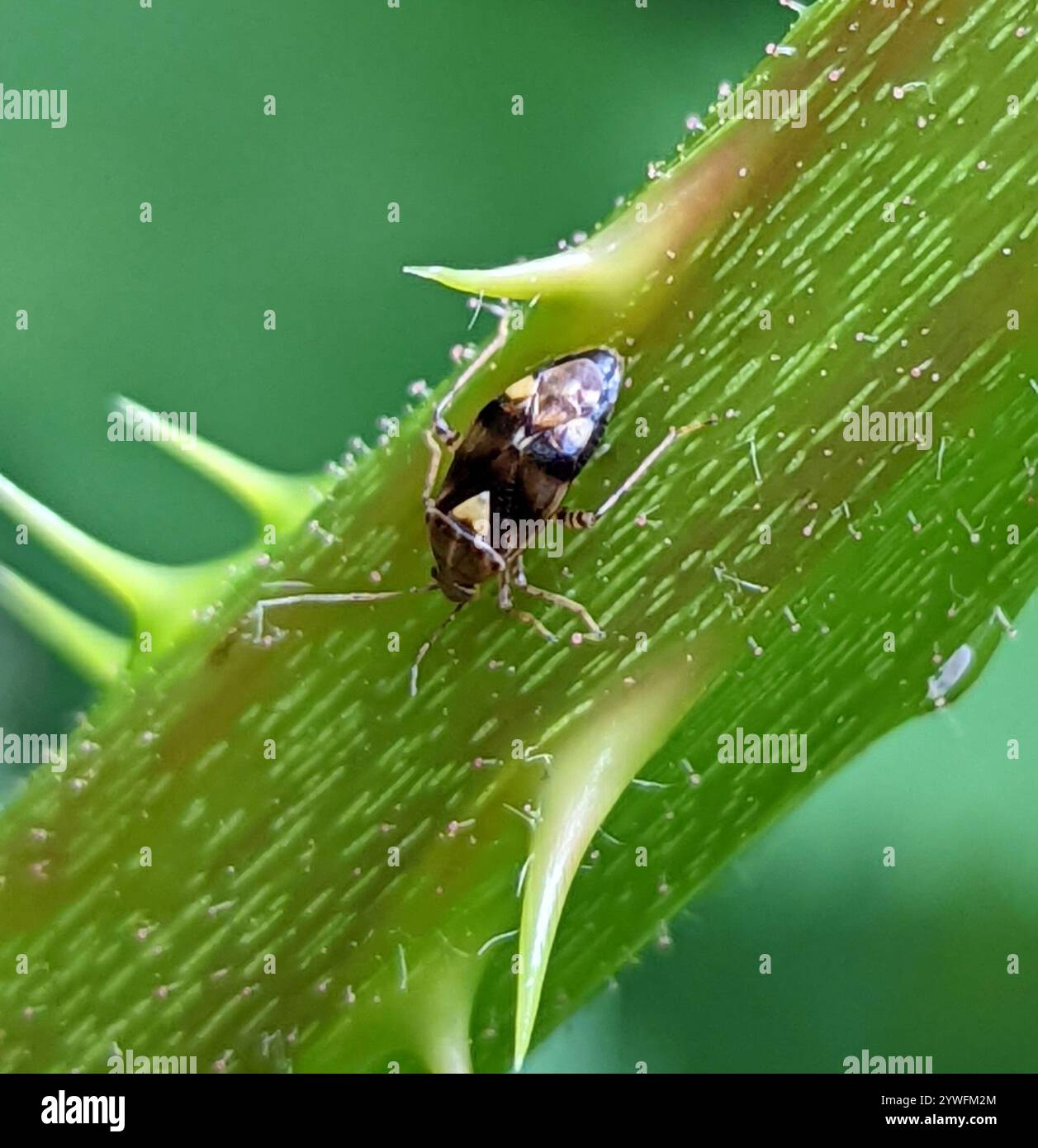 Three Spotted Nettle Bug (Liocoris tripustulatus Stock Photo - Alamy