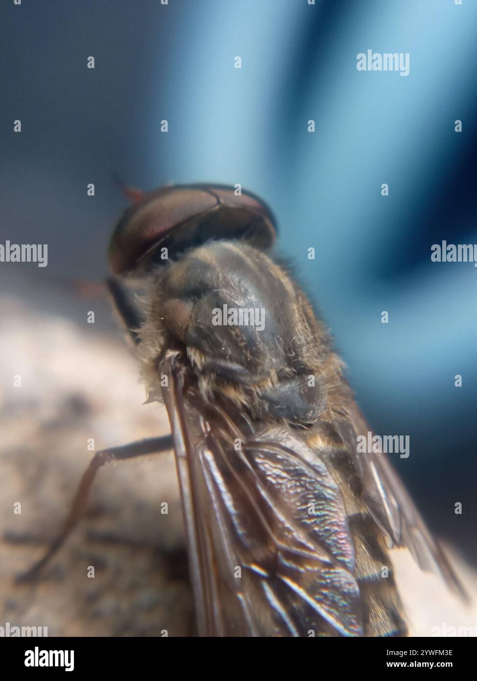 Band-eyed Brown Horse Fly (Tabanus bromius Stock Photo - Alamy