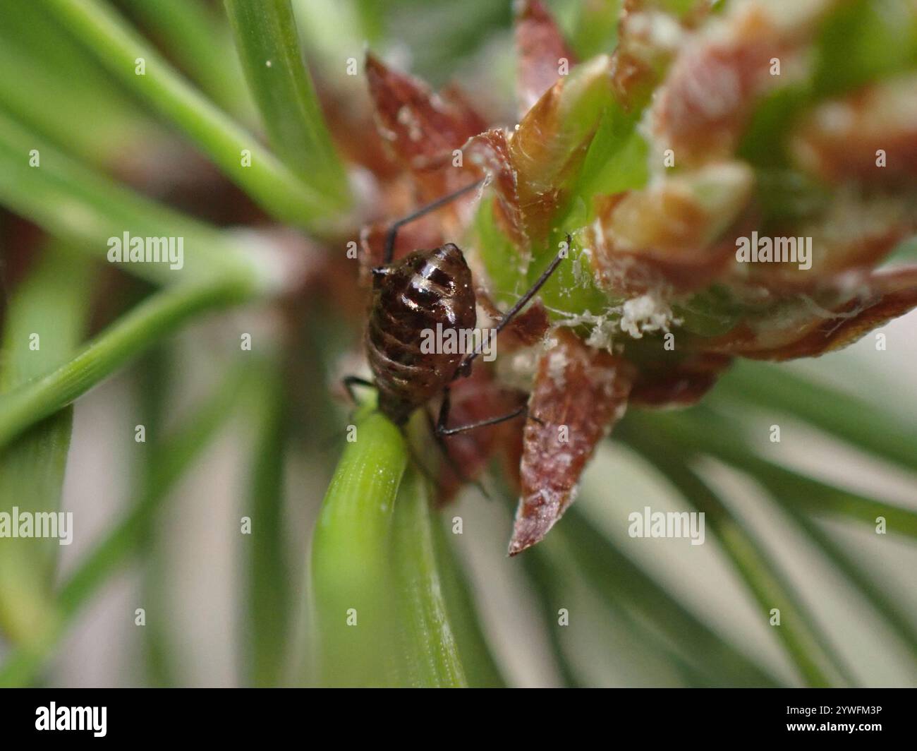 Giant Conifer Aphids (Cinara Stock Photo - Alamy