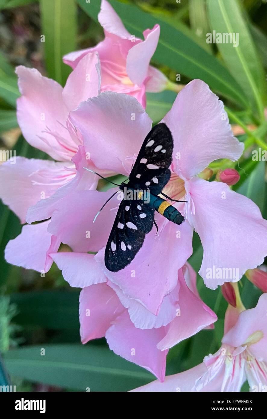 Nine-spotted Moth (Amata phegea Stock Photo - Alamy