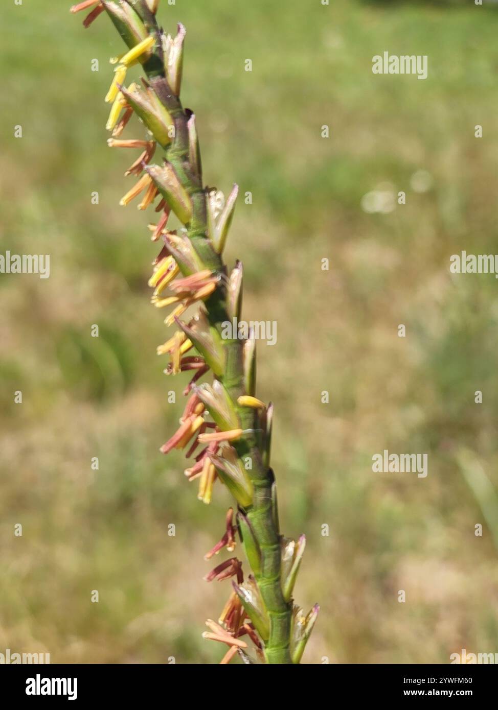 eastern gamagrass (Tripsacum dactyloides Stock Photo - Alamy