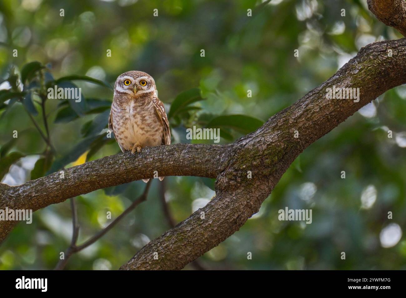 Owlet india hi-res stock photography and images - Alamy