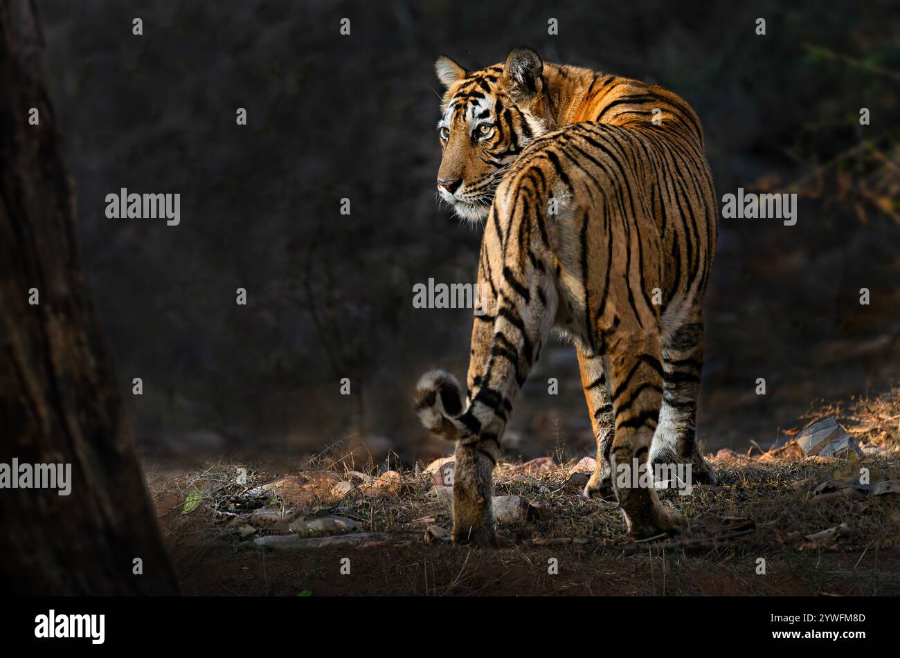 Tiger standing ranthambore national park hi-res stock photography and ...