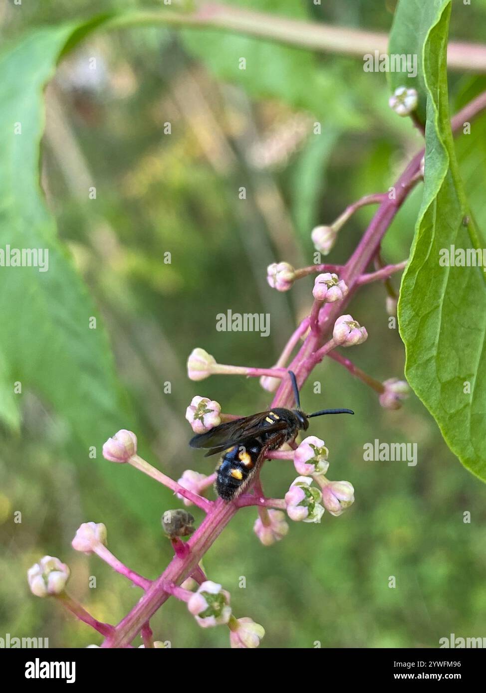 Noble Scoliid Wasp (Scolia nobilitata Stock Photo - Alamy