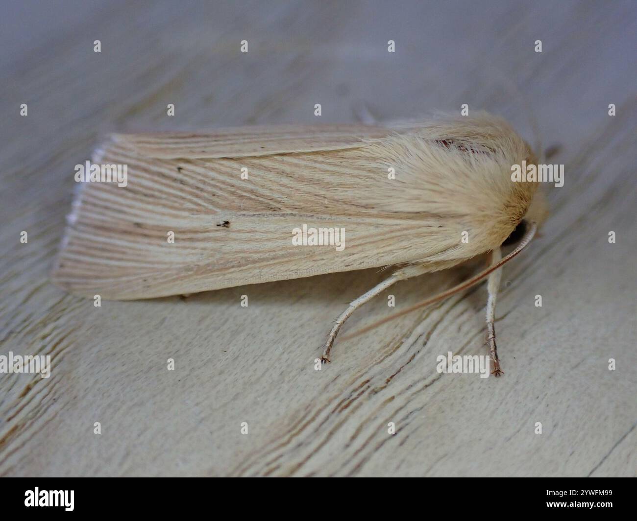 Common Wainscot (Mythimna pallens Stock Photo - Alamy