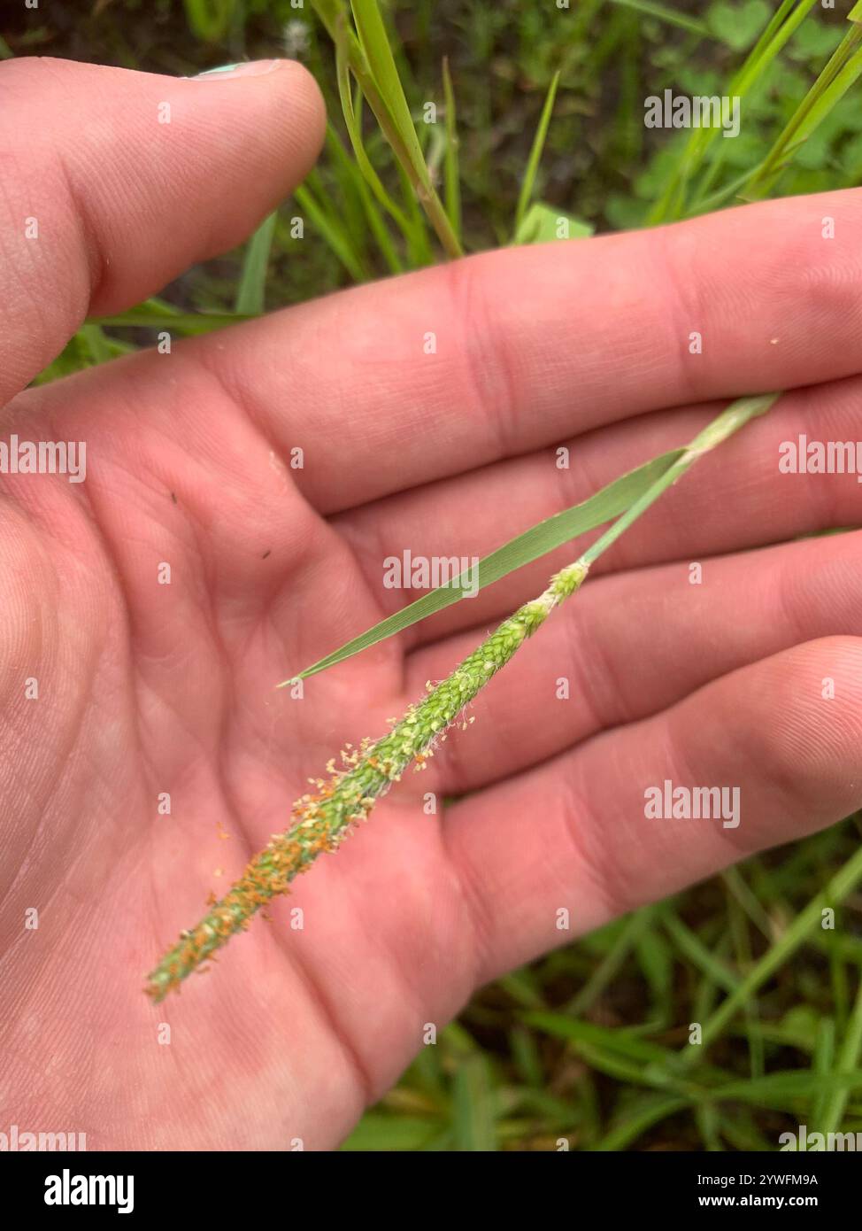 short-awn foxtail (Alopecurus aequalis Stock Photo - Alamy