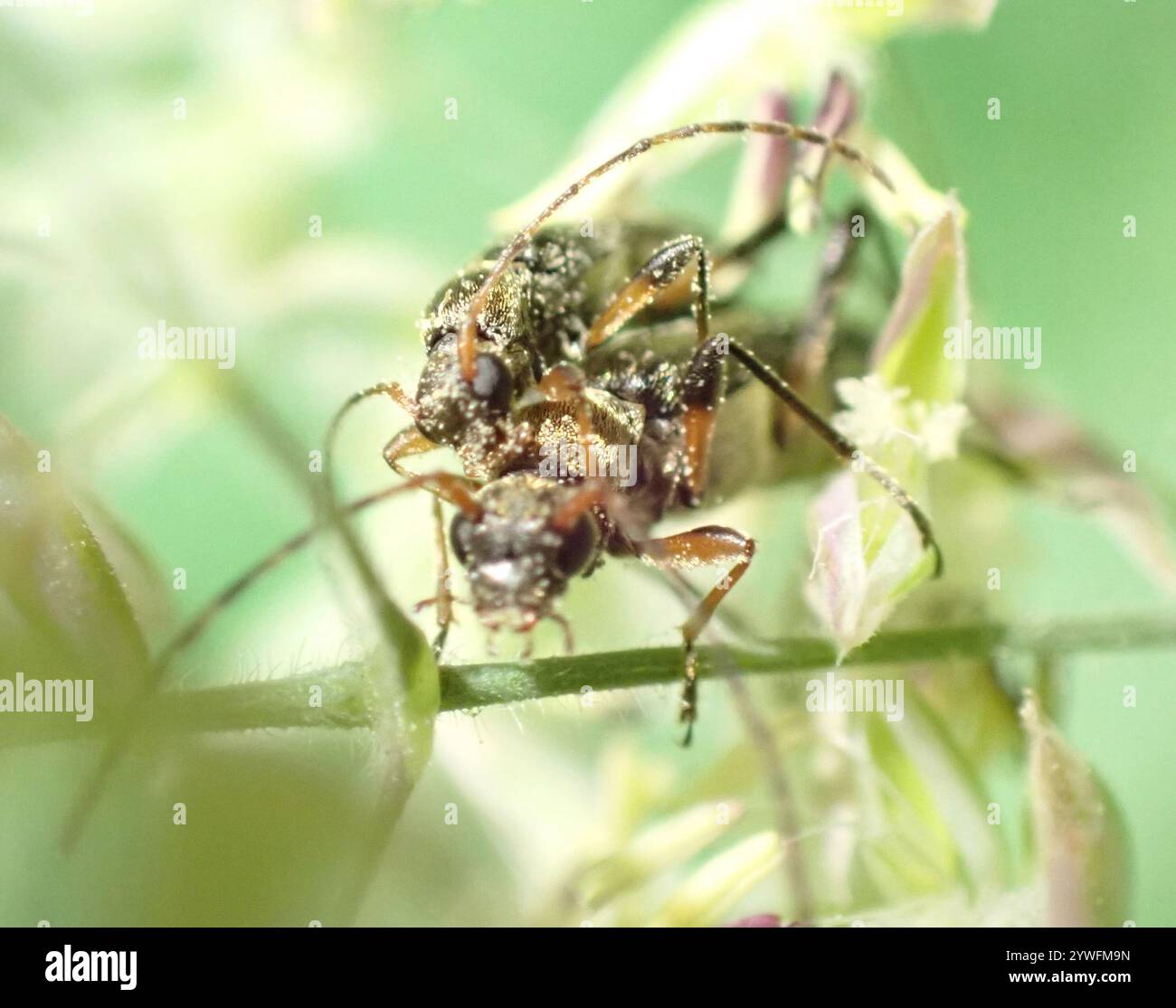 common grammoptera (Grammoptera ruficornis Stock Photo - Alamy
