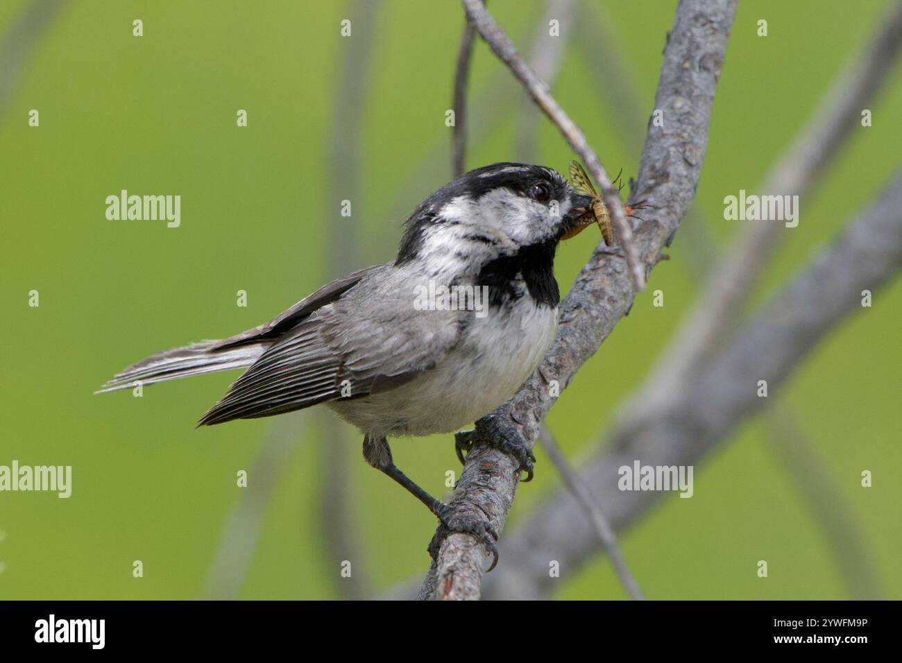 Mountain Chickadee (Poecile gambeli Stock Photo - Alamy