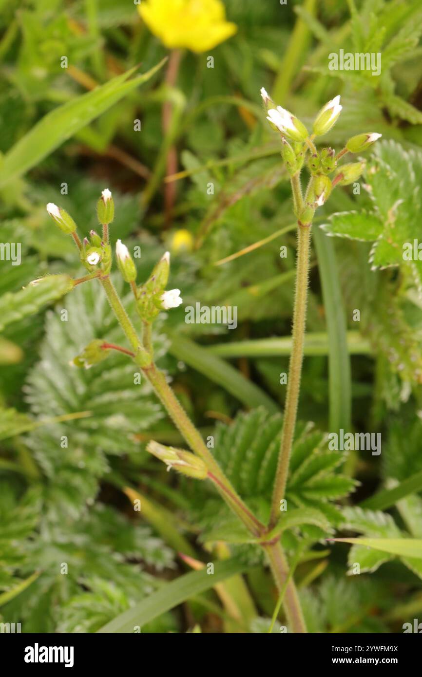 Sticky mouse-ear chickweed (Cerastium glomeratum Stock Photo - Alamy