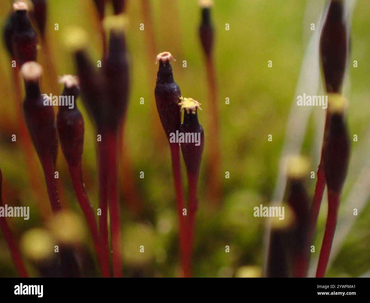 Slender Cruet-moss (Tetraplodon mnioides Stock Photo - Alamy