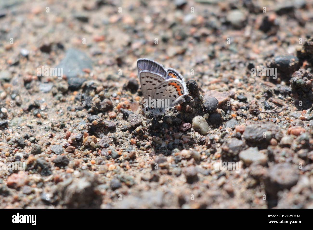 Lupine Blue (Icaricia lupini Stock Photo - Alamy
