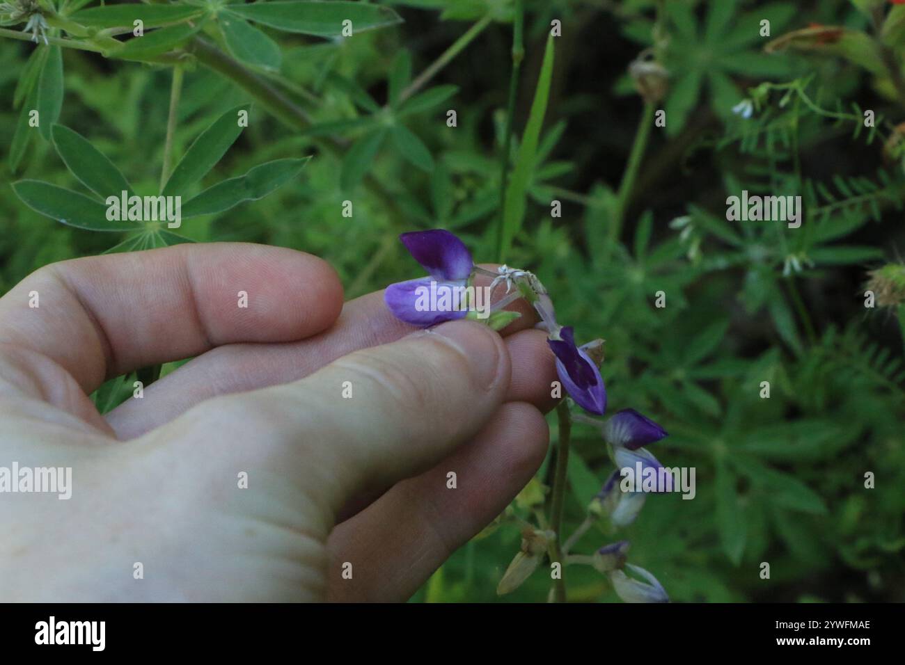 Riverbank Lupine (Lupinus rivularis Stock Photo - Alamy