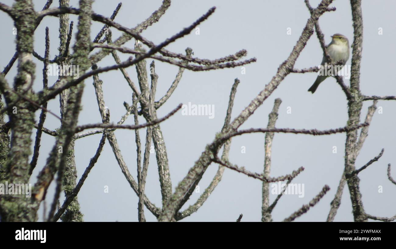 Greenish Warbler (Phylloscopus trochiloides Stock Photo - Alamy