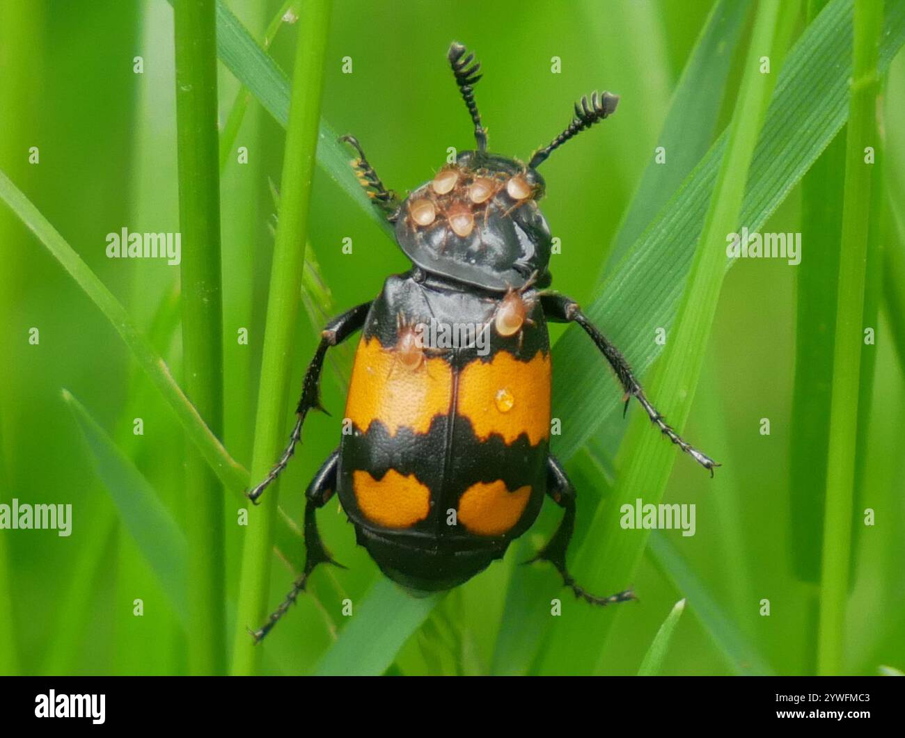Lesser Vespillo Burying Beetle (Nicrophorus vespilloides Stock Photo ...